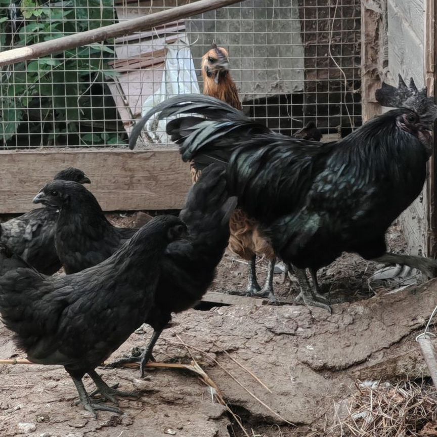 Курицы и петух: ухейилюй и другие