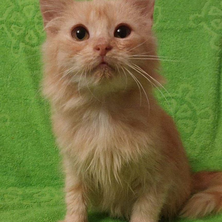 Котенок ищет семью