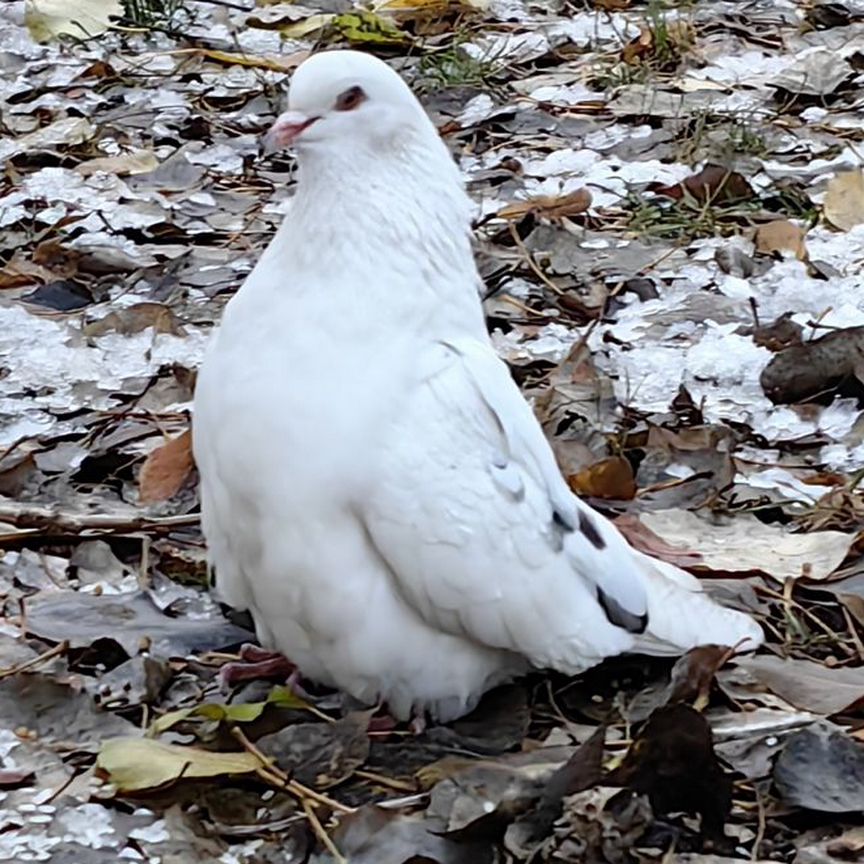 Голубь породистый в добрые руки