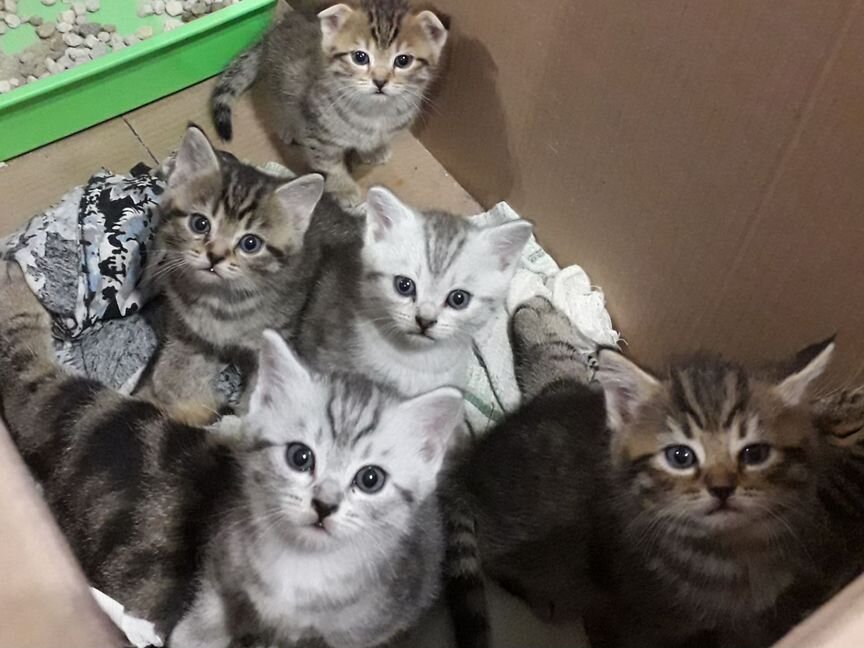 Котята полукровки (полушотланцы)