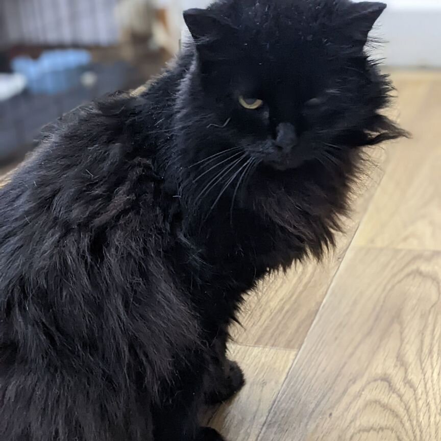 Эвелин нужна семья