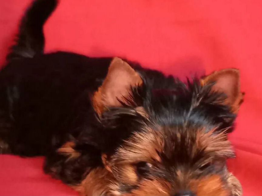 Йоркширский терьер