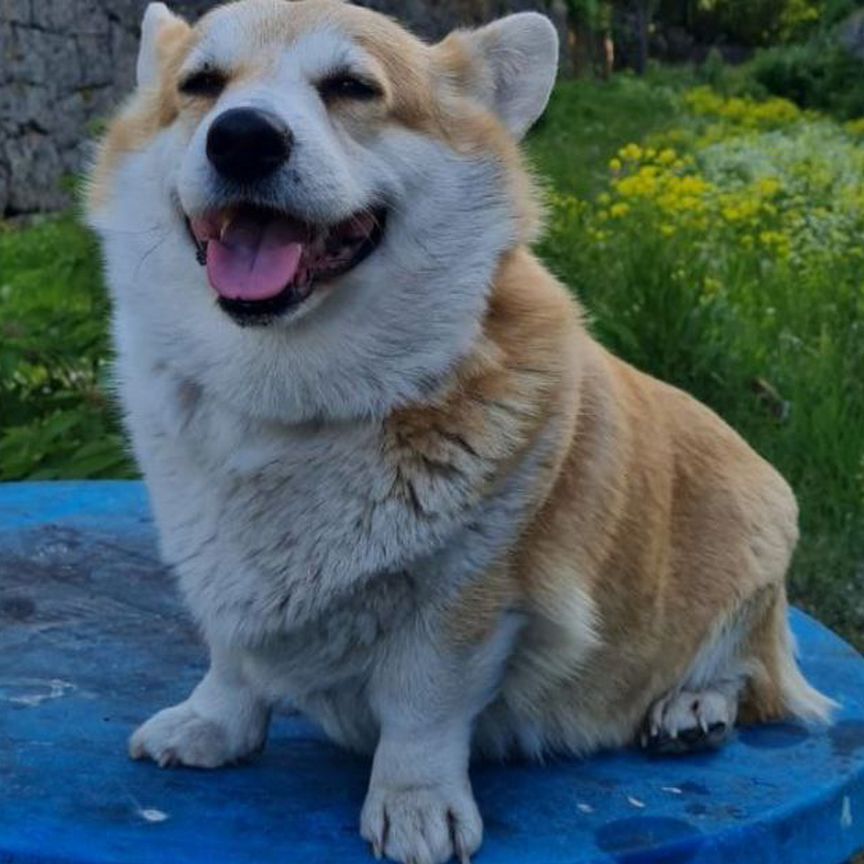 Вельш Корги Пемброк, щенок