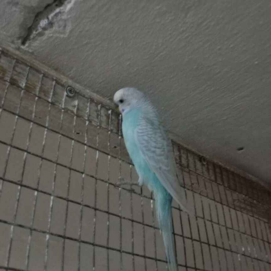 Волнистый попугай самец взрослый