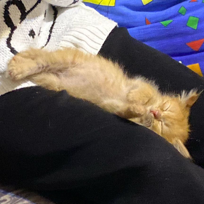 Котёнок в добрые руки