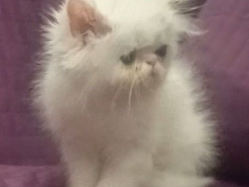 Персидская белая девочка