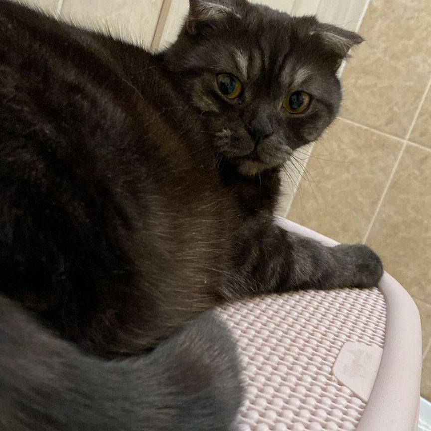 Британский котик
