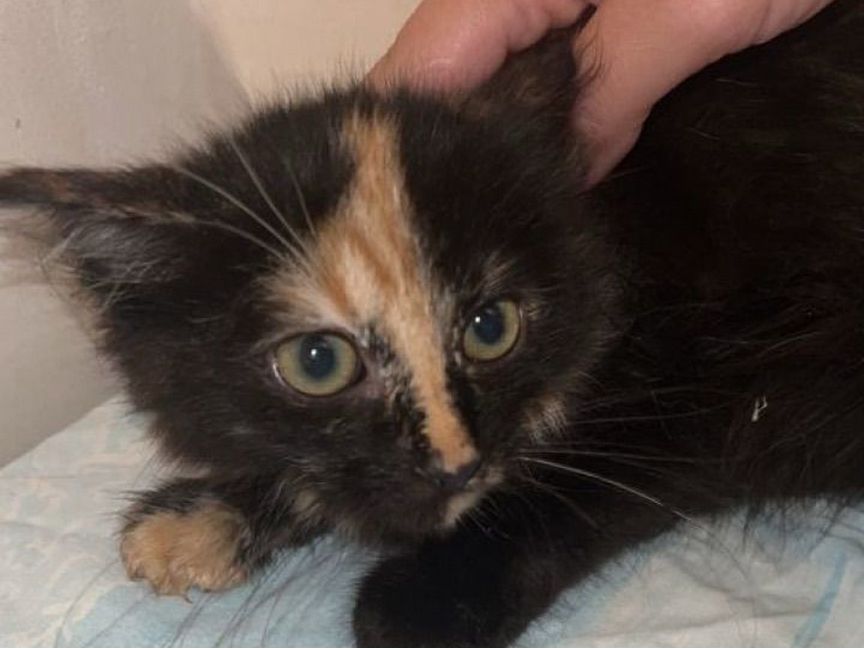 Котенок пушистый с морковкой на носу