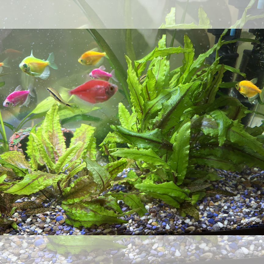 Аквариумные растения