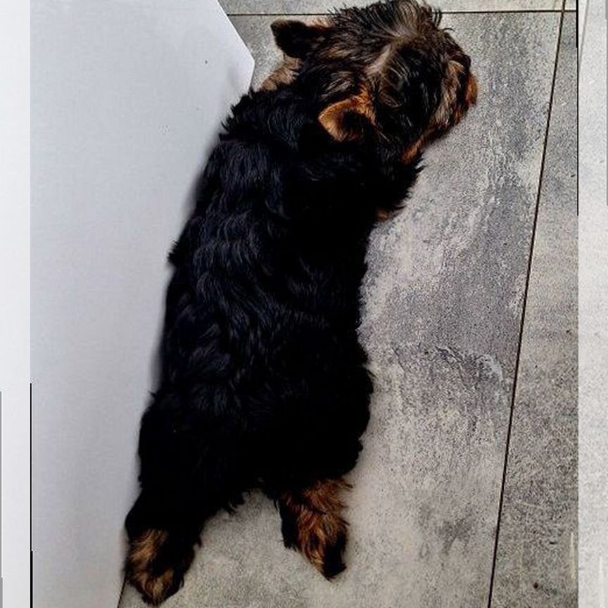 Йоркширский терьер, щенок