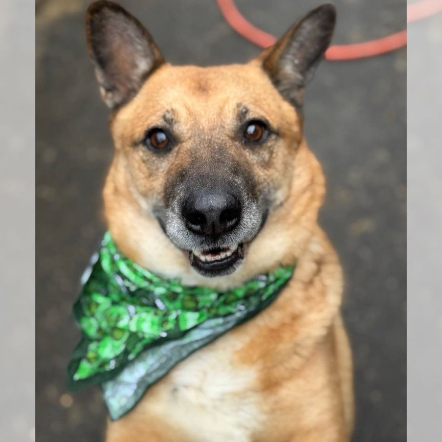 Взрослый пёс в добрые руки