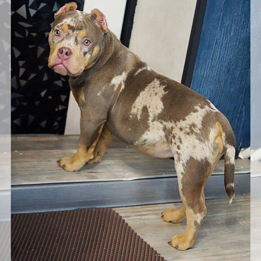 Американский булли, щенок