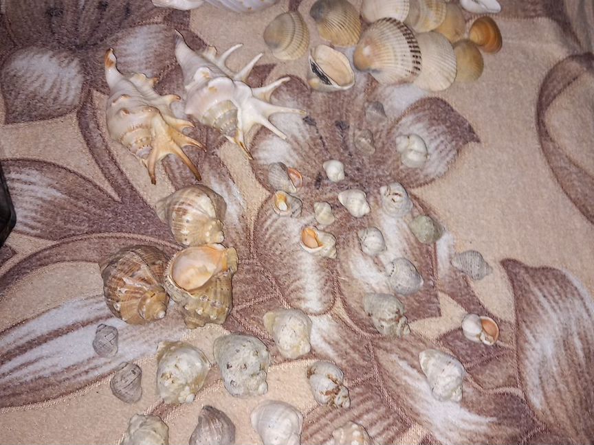 Морские ракушки раковины большие и маленькие