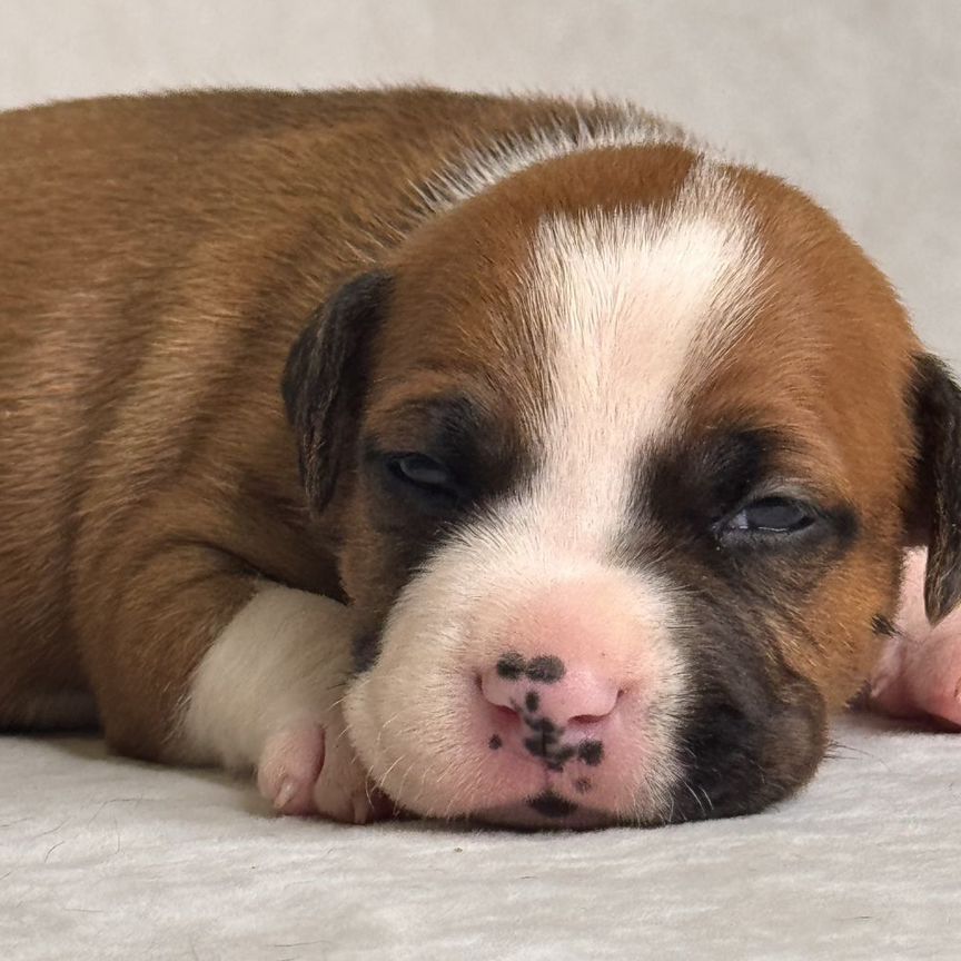 Американский стаффордширский терьер, щенок