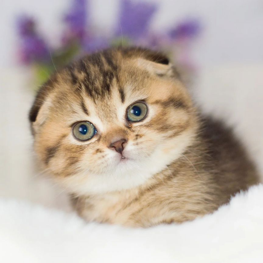 Девочка Scottish-fold ny25