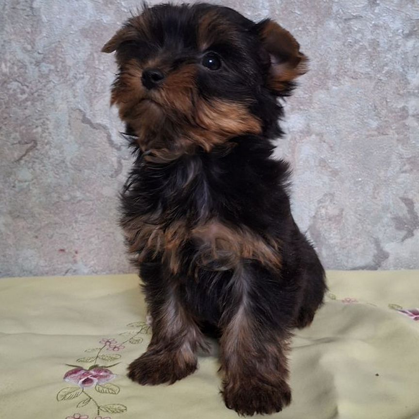 Йоркширский терьер, щенок