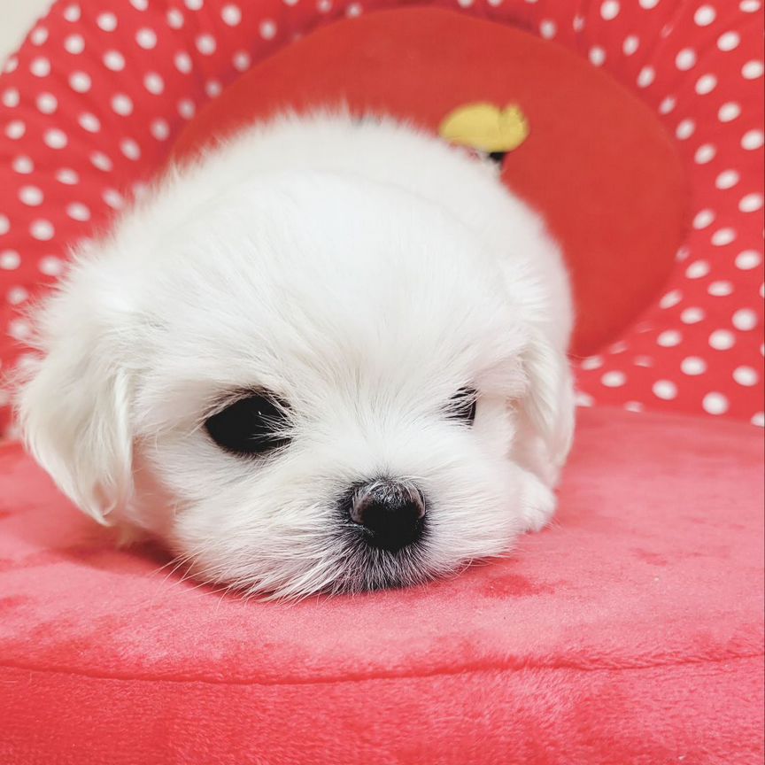 Мальтезе. Мальтийская Болонка. РКФ