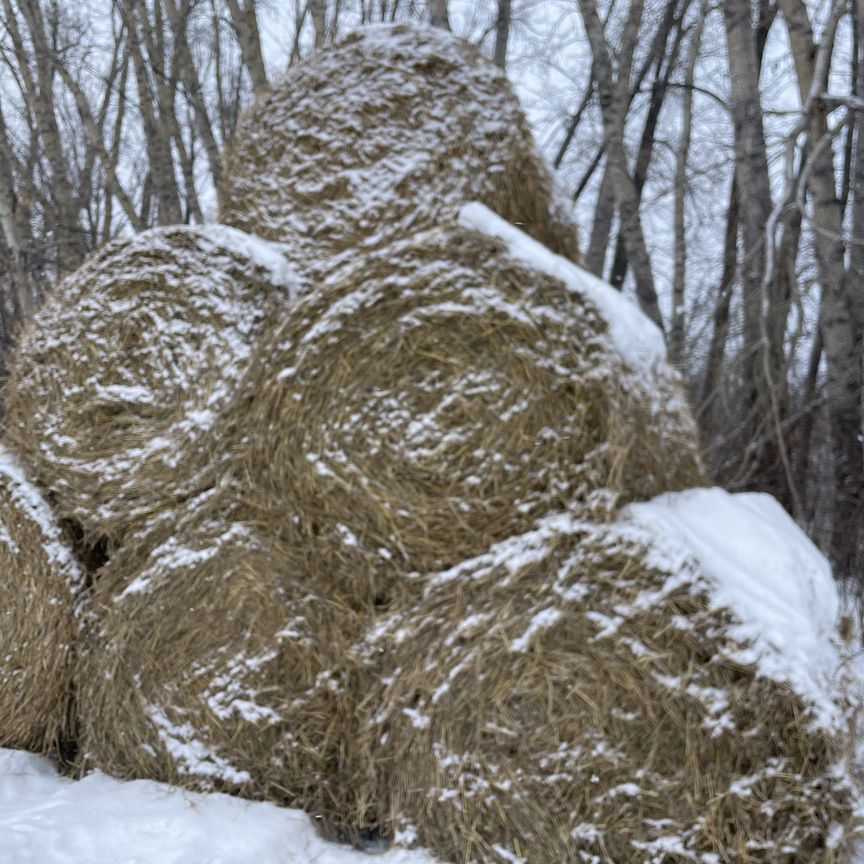 Сено в тюках