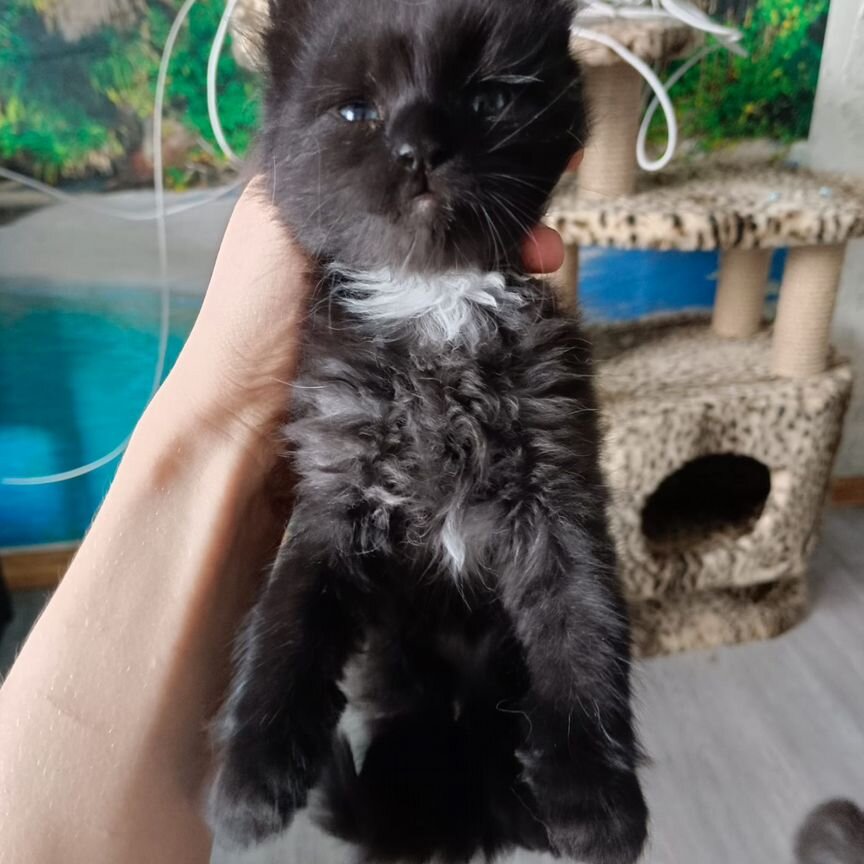 Котята мейн-кун