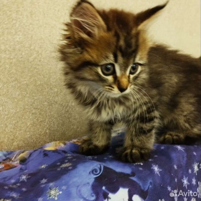 Котята Марик, Шуя и Батон фенотип сибирячков