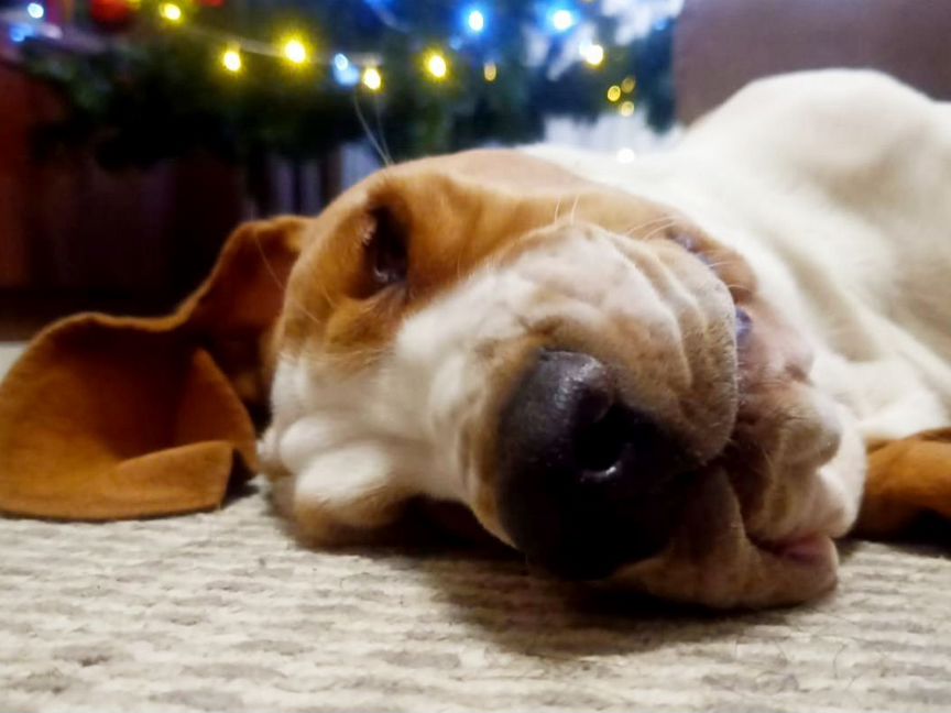 Щенки бассет хаунд, щенок, собака