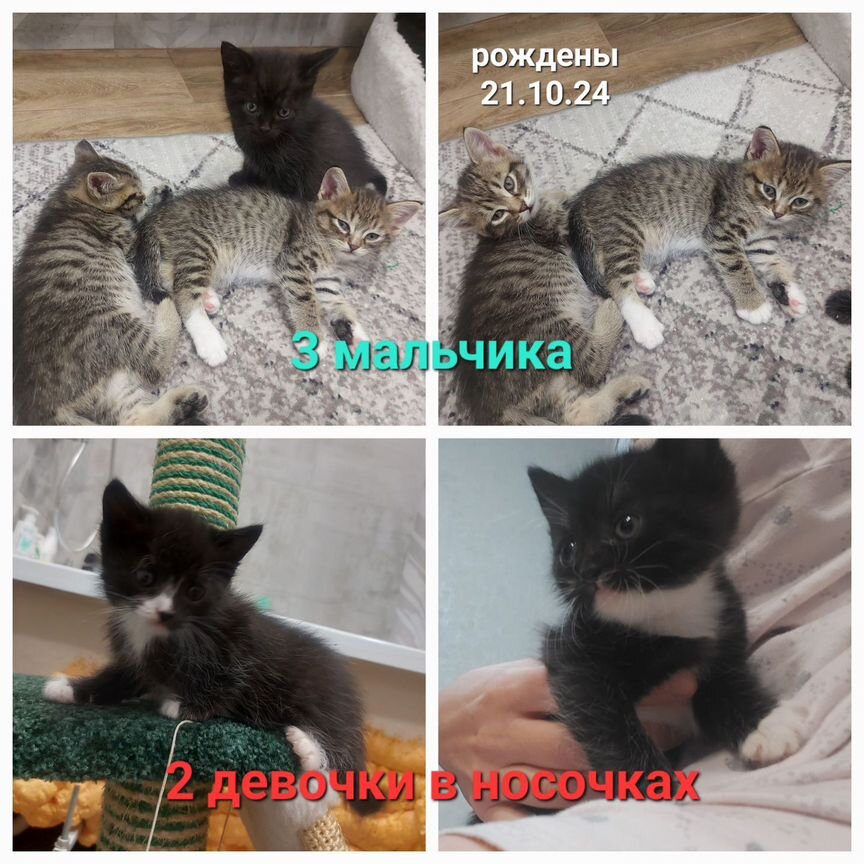 Котята в добрые руки