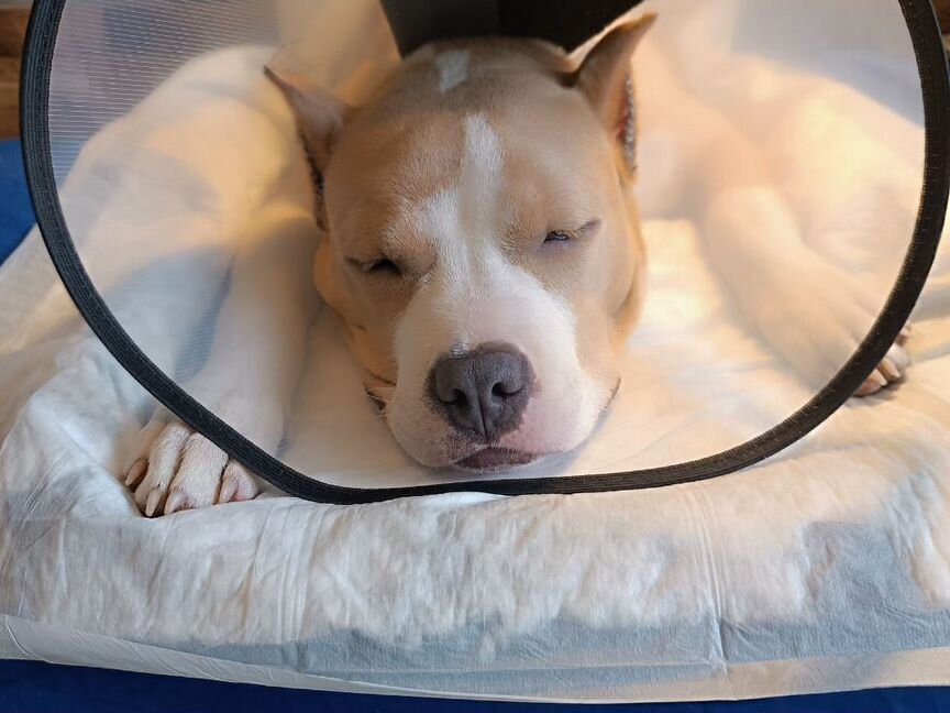 Амстафф мальчик