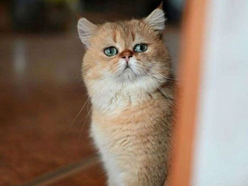 Шикарный кот в разведение