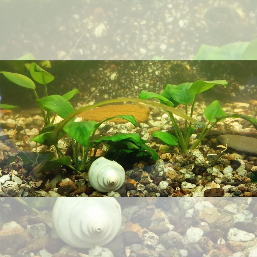 Анубиас бартера