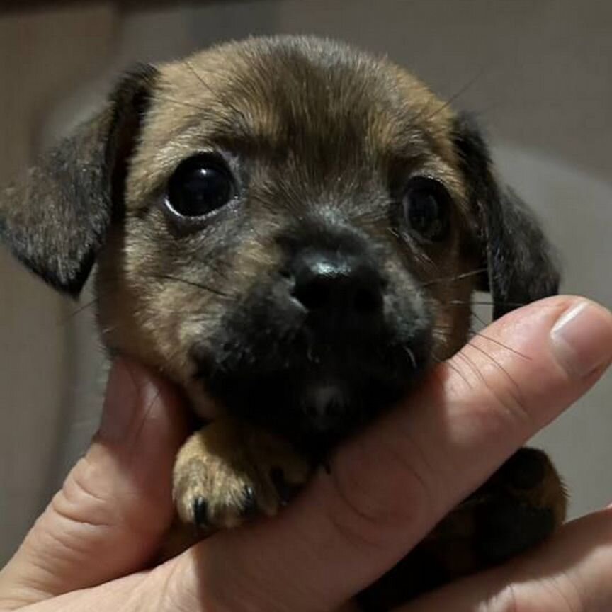 Цвергпинчер, щенок