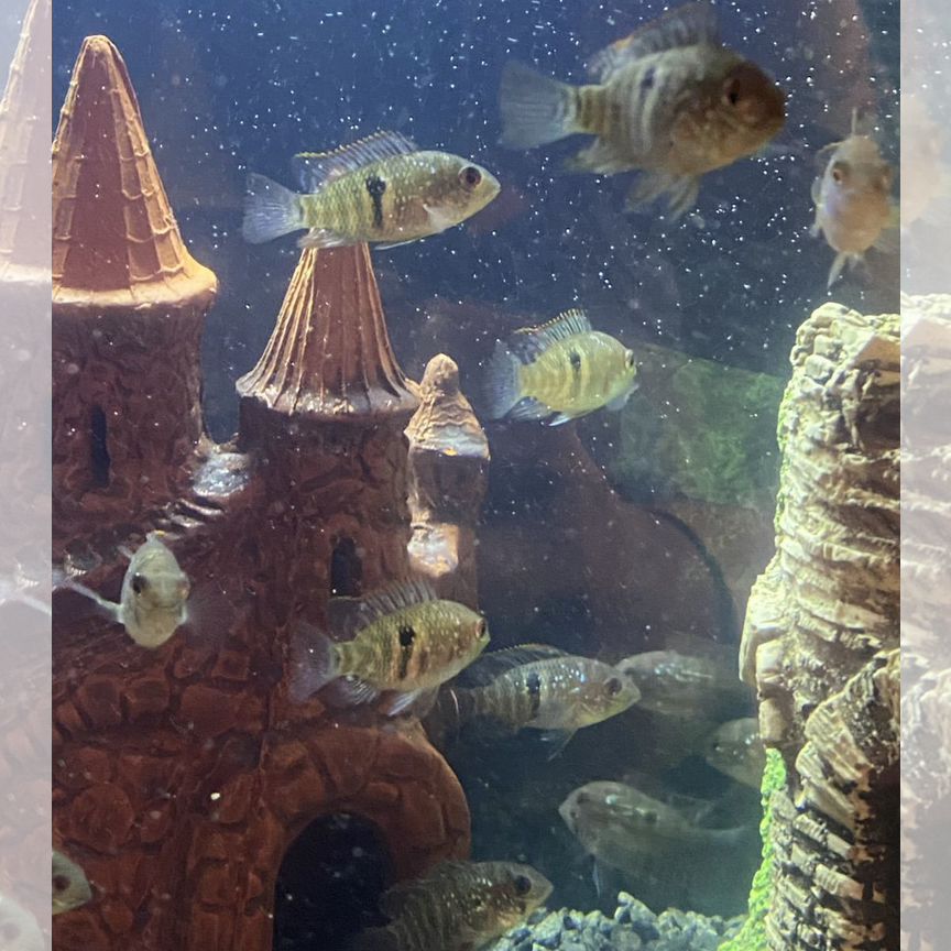 Акара бирюзовая