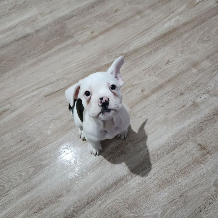 Американский стаффордширский терьер, щенок