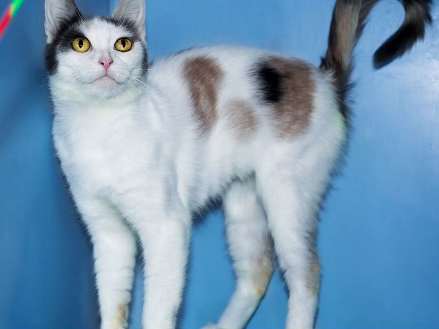 Кошечка Вафля