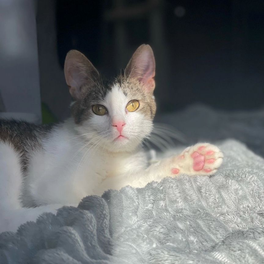 Котёнок ласковая девочка