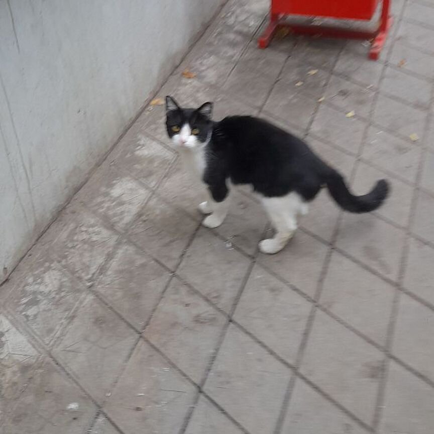 Выкинули котика в июле живёт у магазина