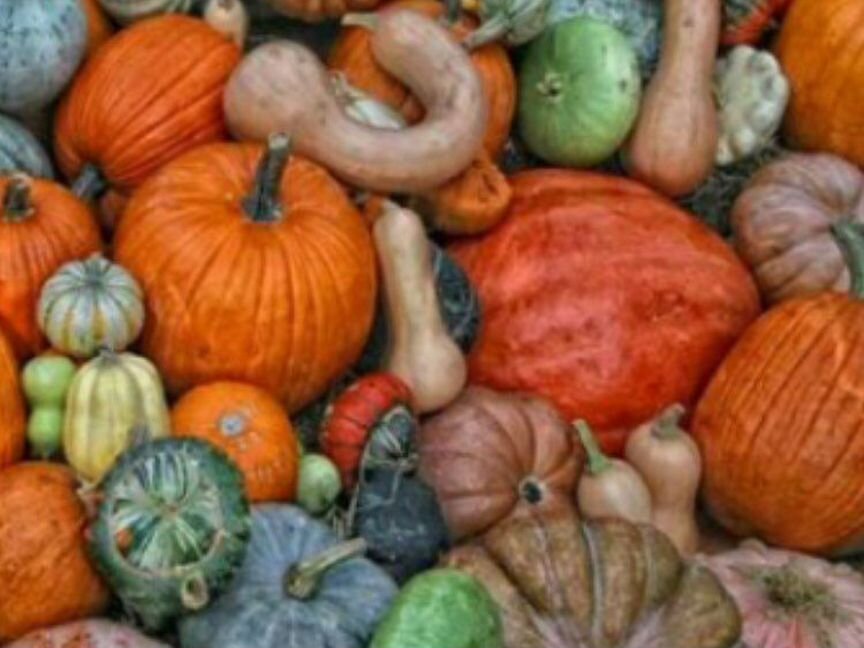 Тыква кормовая