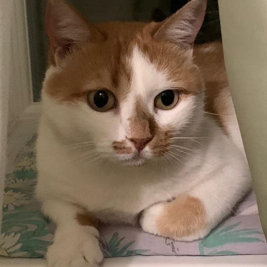 Кошечка в семью