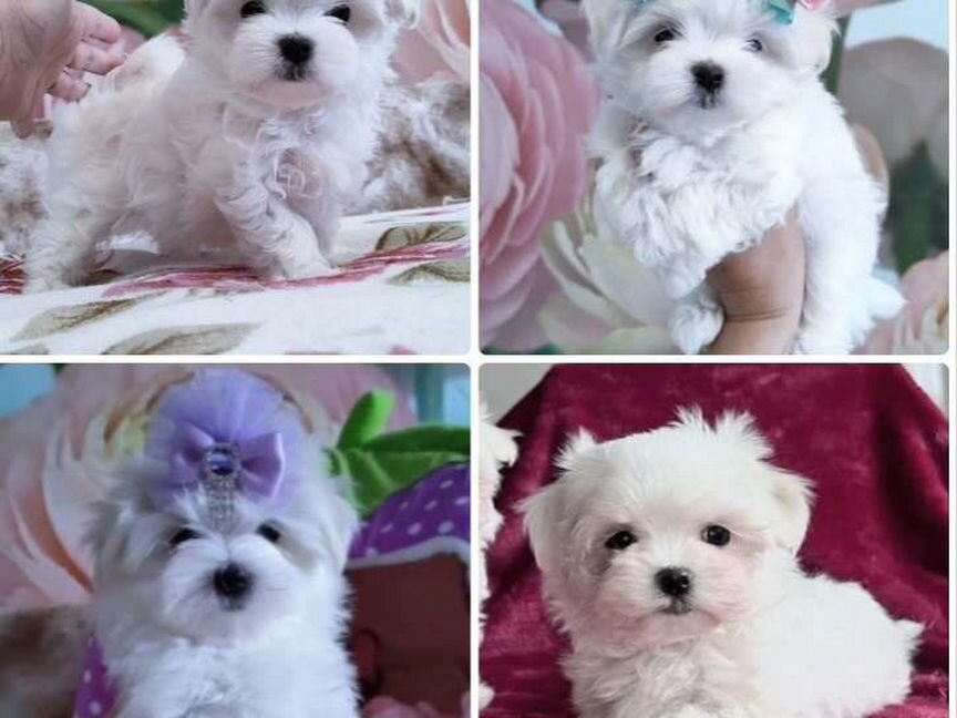 Мальтезе мини Корея и мальтипу