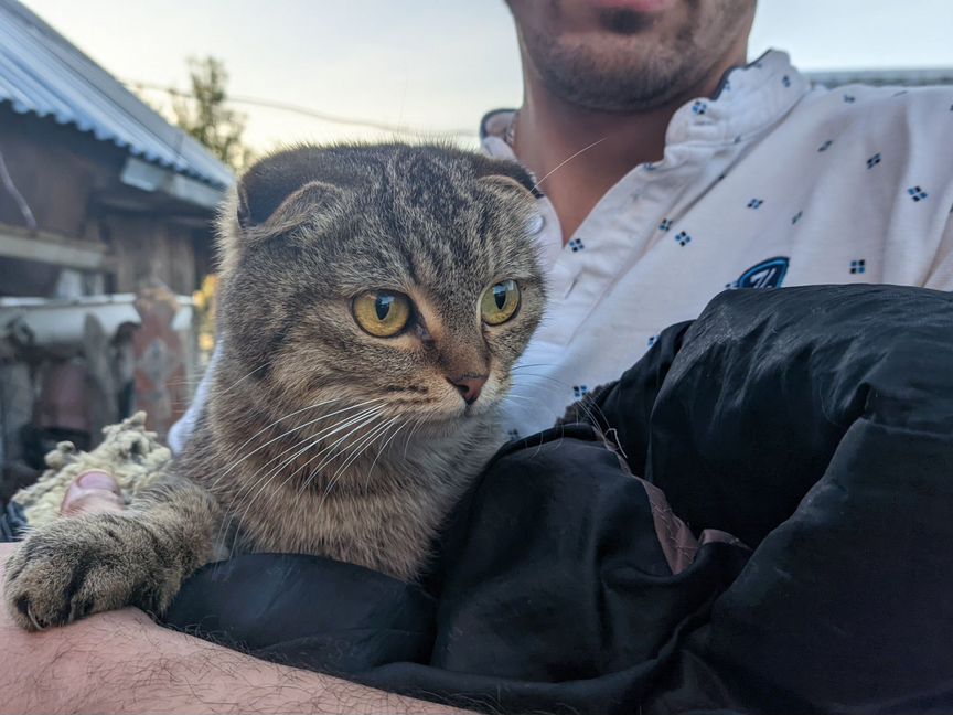 Вислоухая кошка