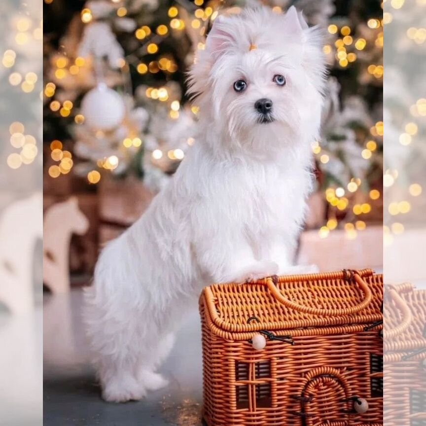 Йоркширский терьер, щенок