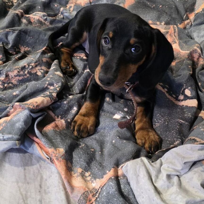 Такса, щенок