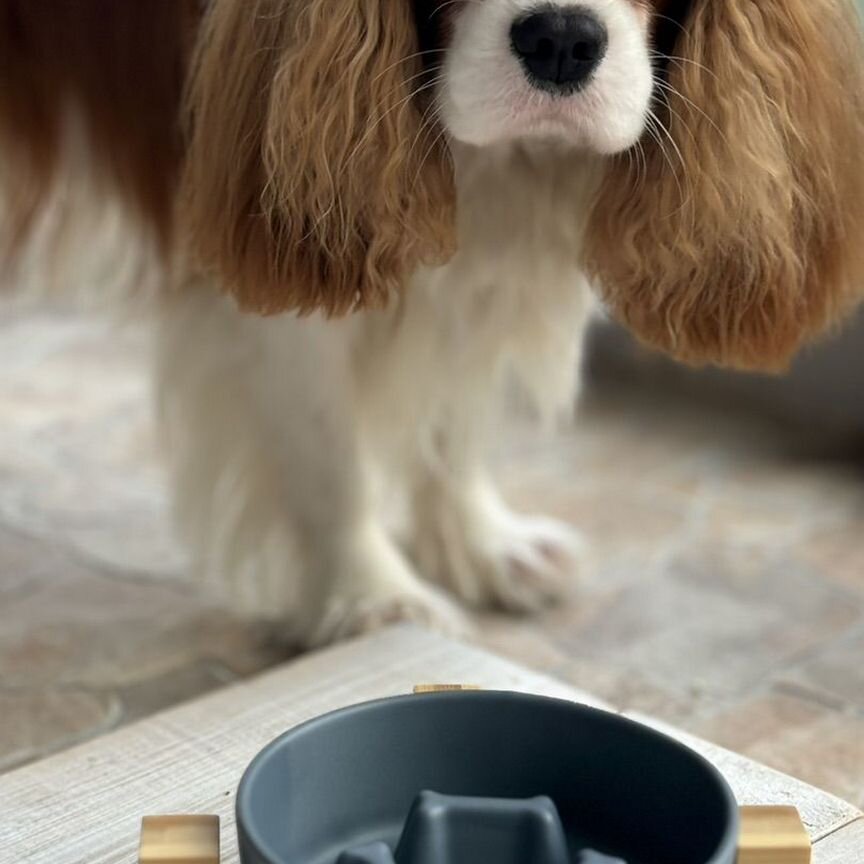 Миска для медленного поедания корма