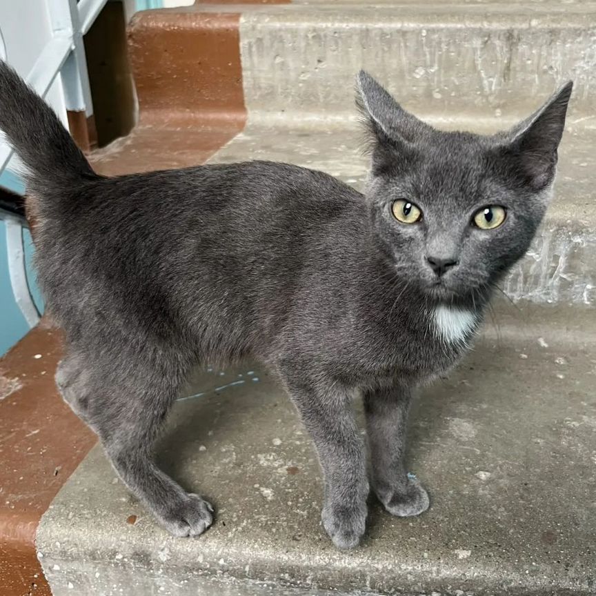 Котёнок в добрые руки