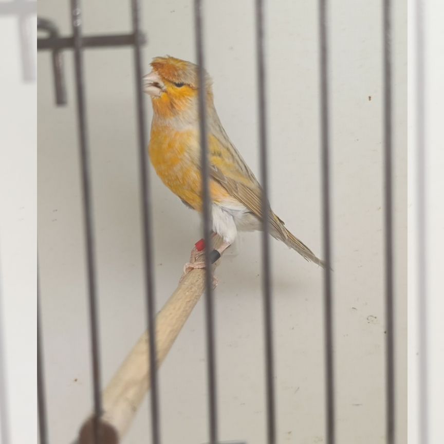 Самец канарейки