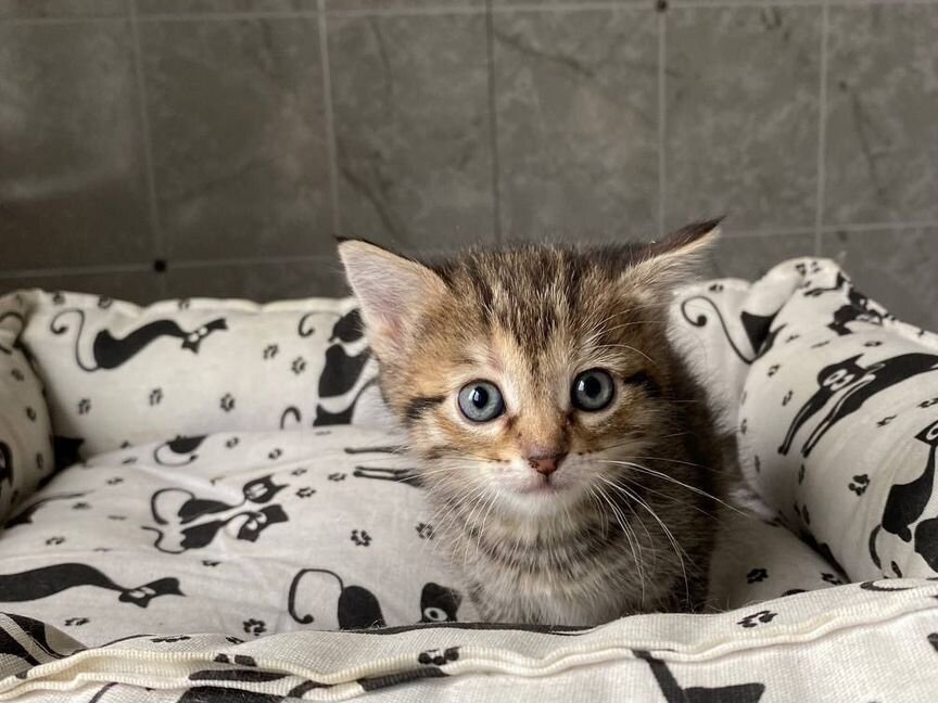 Ищем мам и пап для котят. Девочка. 1 месяц