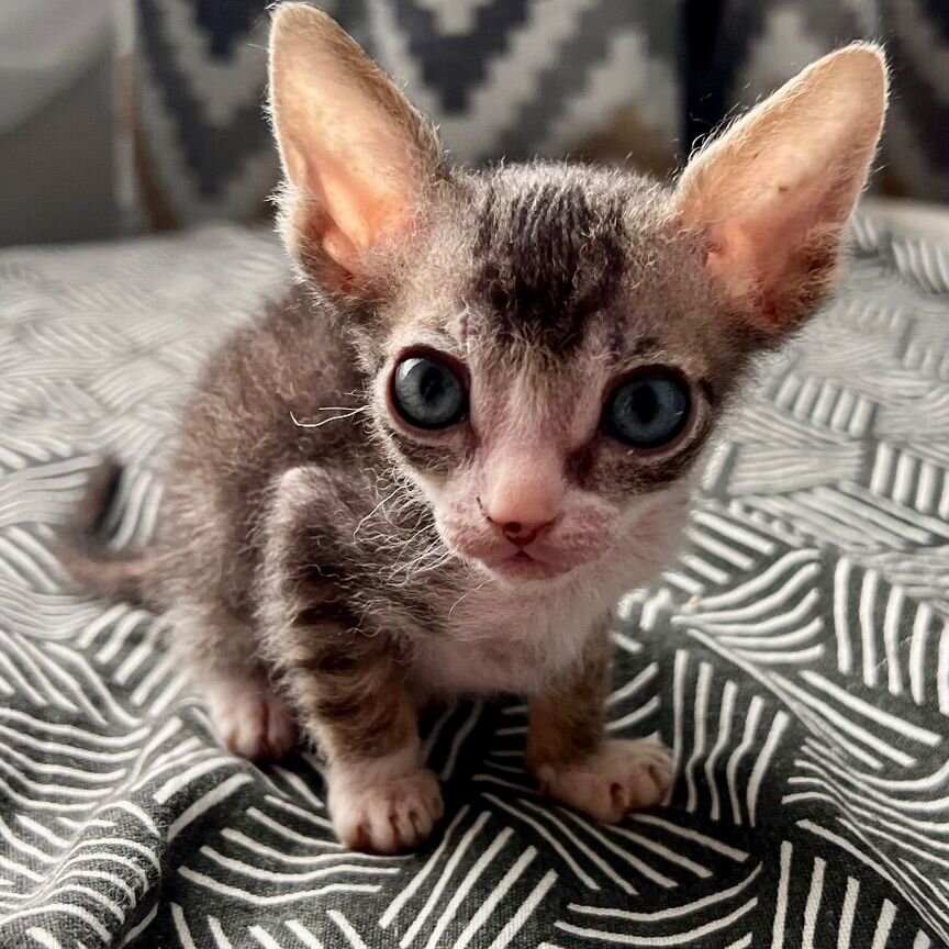 Донской сфинкс котёнок