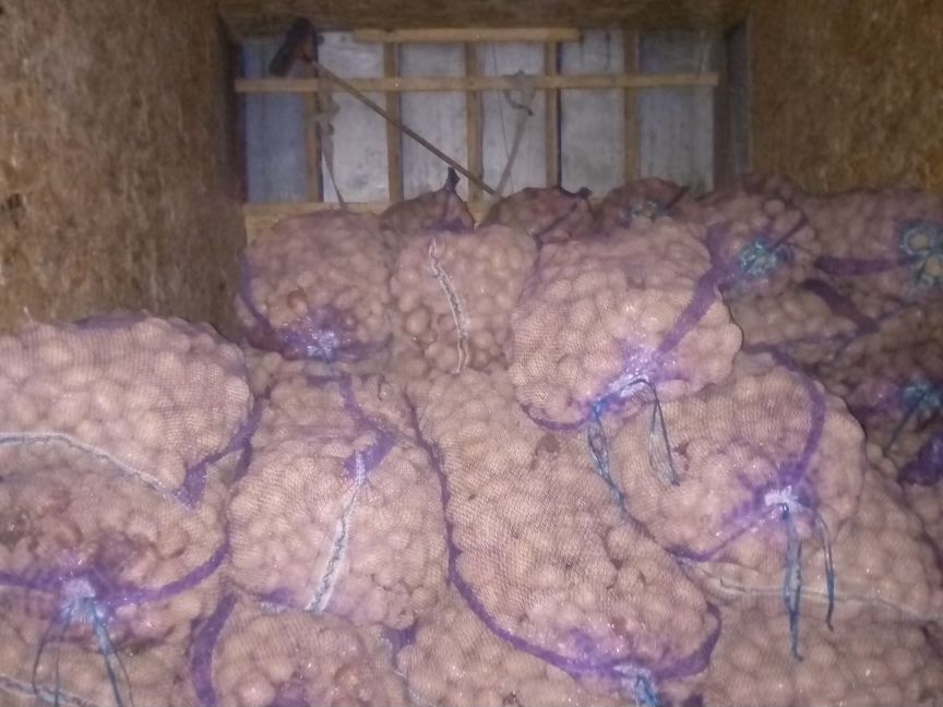 Продам картофель на корм скоту