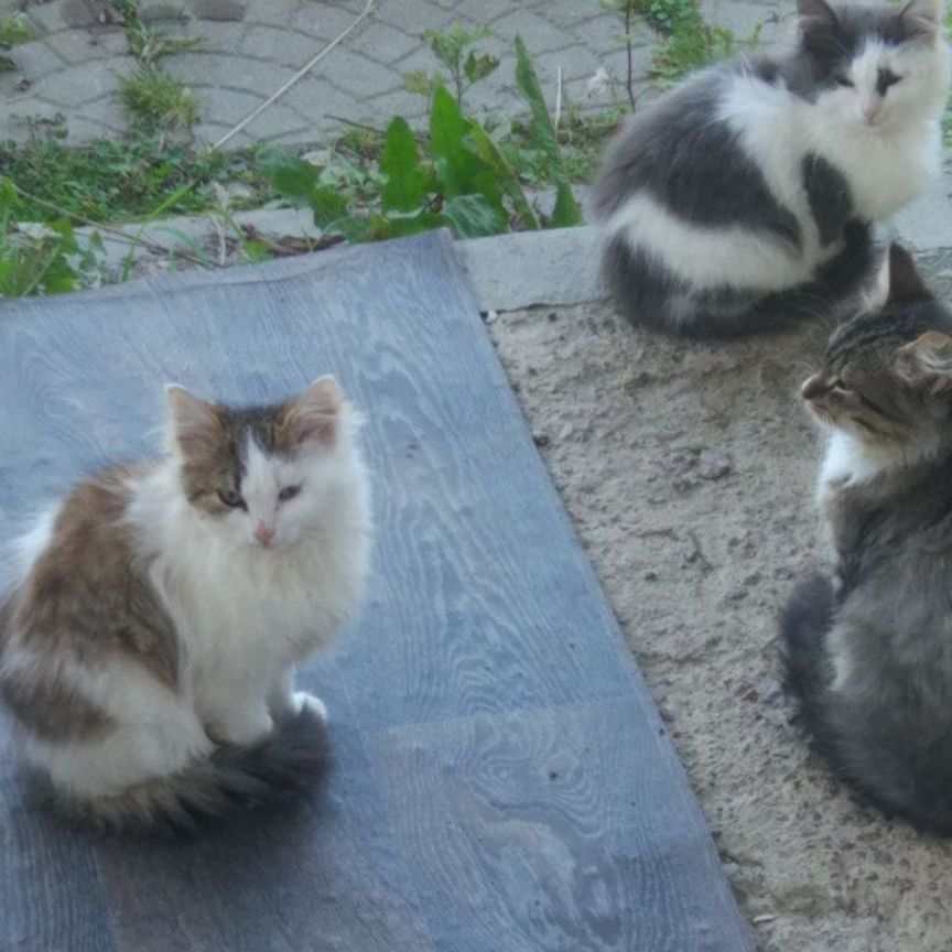 Котята. дикие, но симпатичные