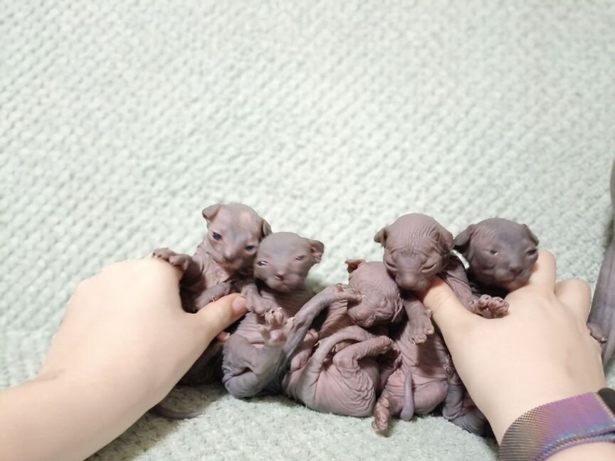 Канадский сфинкс котята