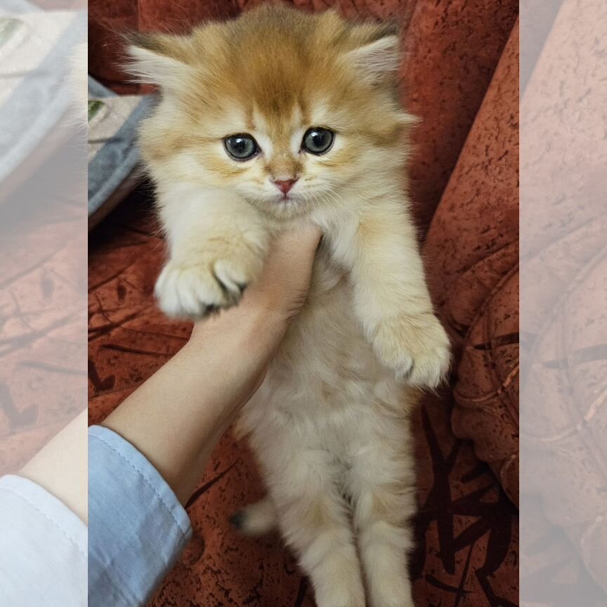 Британский длинношёрстный котёнок